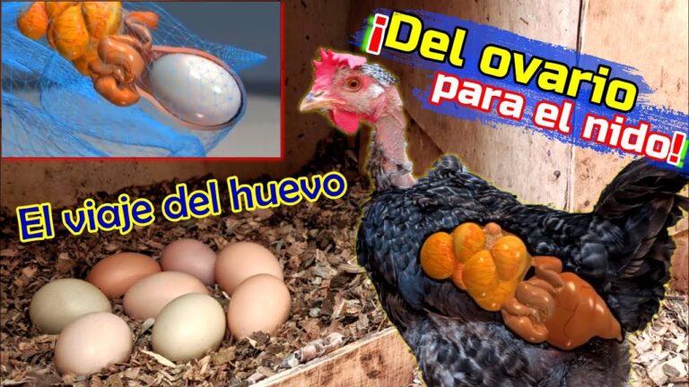 Proceso de formación del huevo en la gallina - Joguar